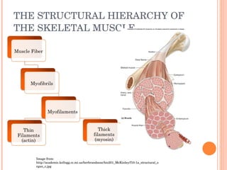 Muscular | PPT