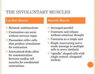 Muscular | PPT