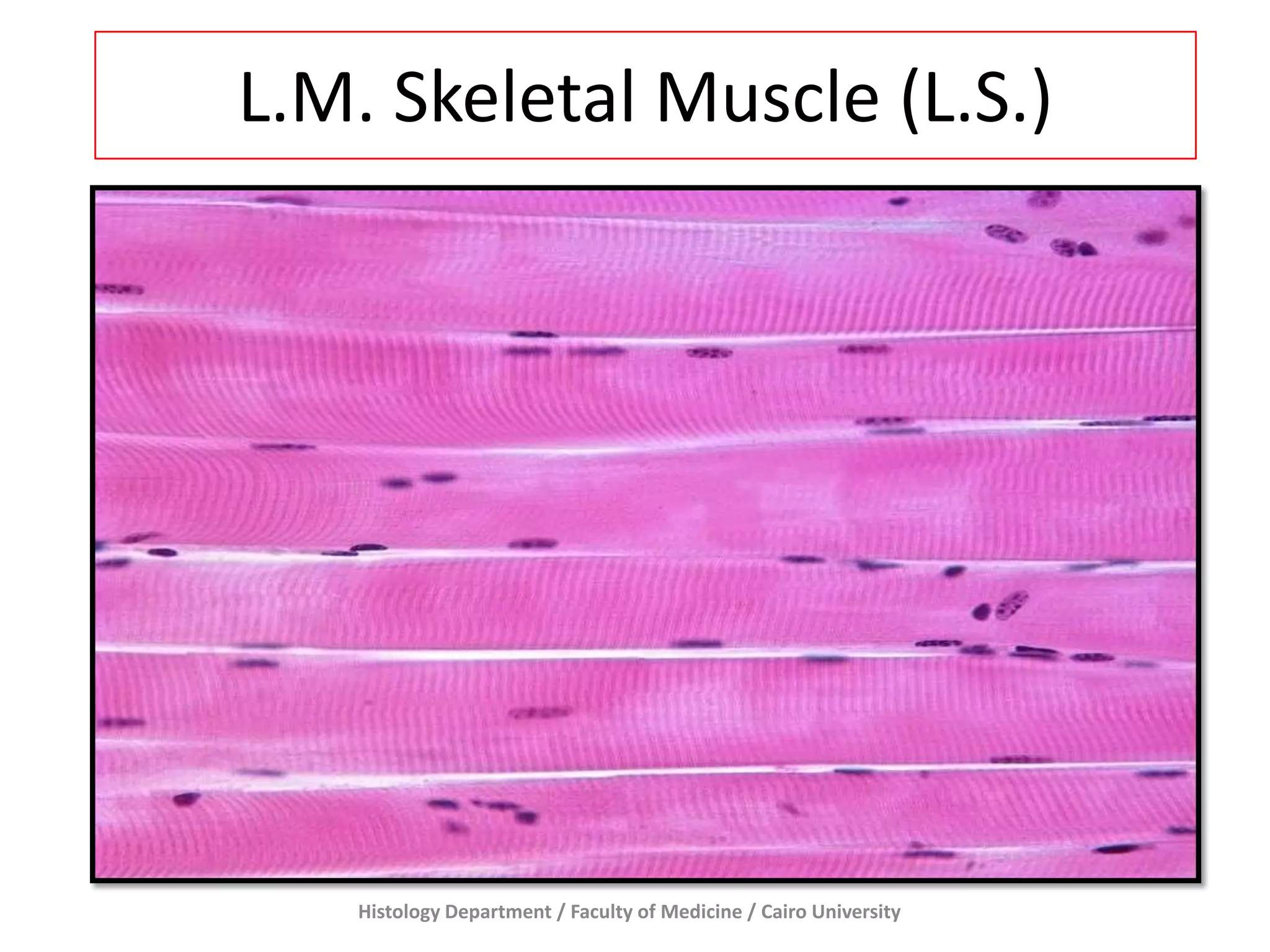 Muscular Tissue - Prac. Histology | PPT