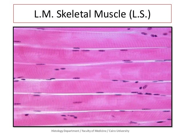 Muscular Tissue - Prac. Histology