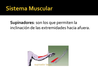 Sistema Muscular | PPSX