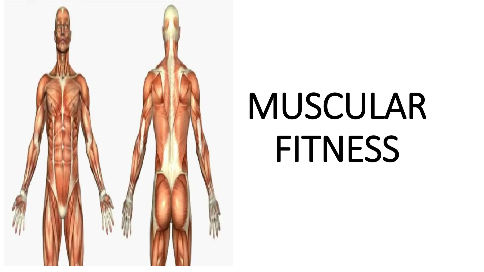MUSCULAR.pptx