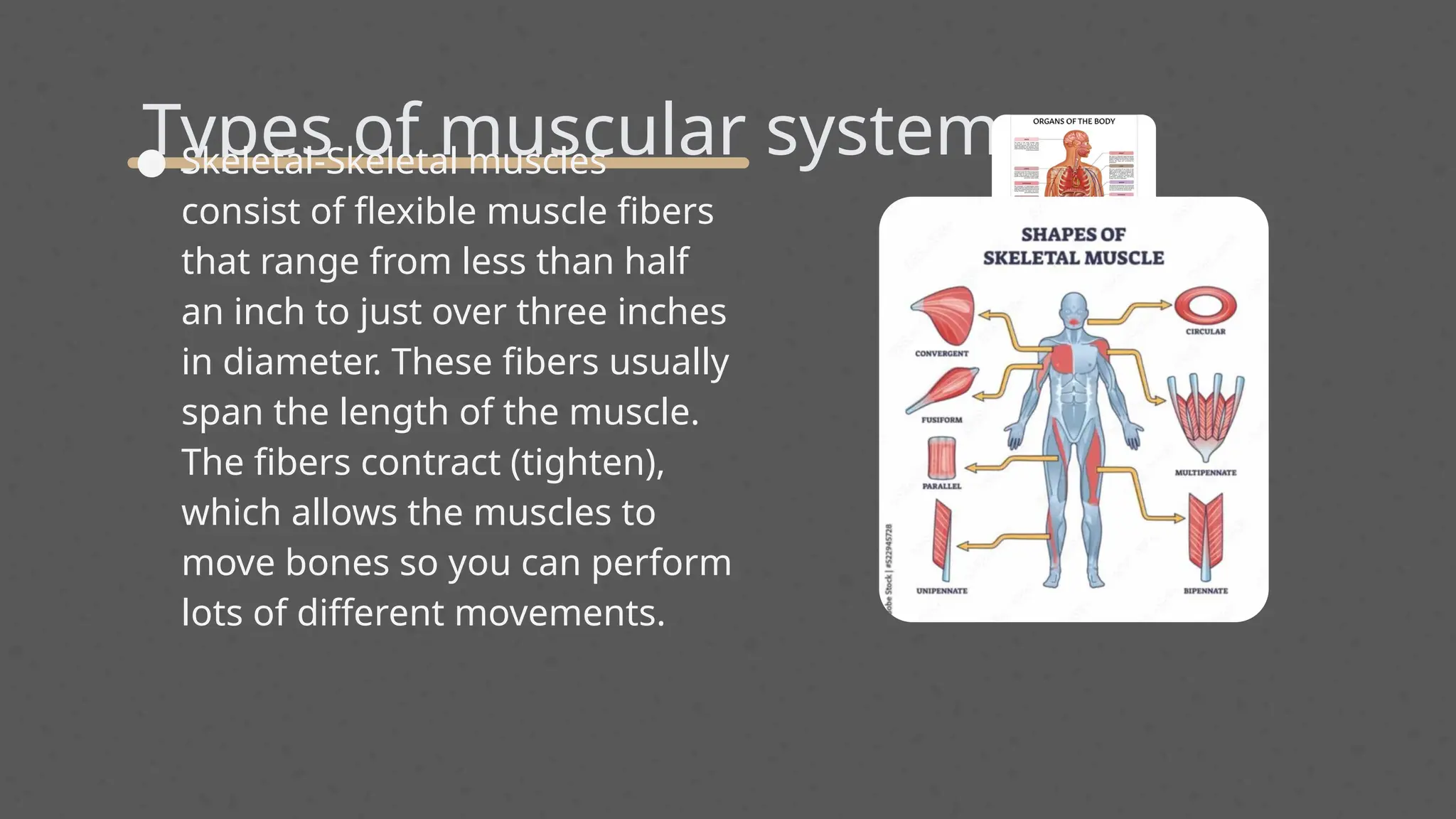 muscular system-earth and life science.pptx