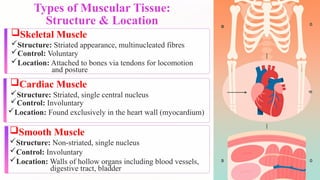 Details of Muscular-and-Nervous-Tissues.pptx