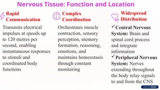 Details of Muscular-and-Nervous-Tissues.pptx