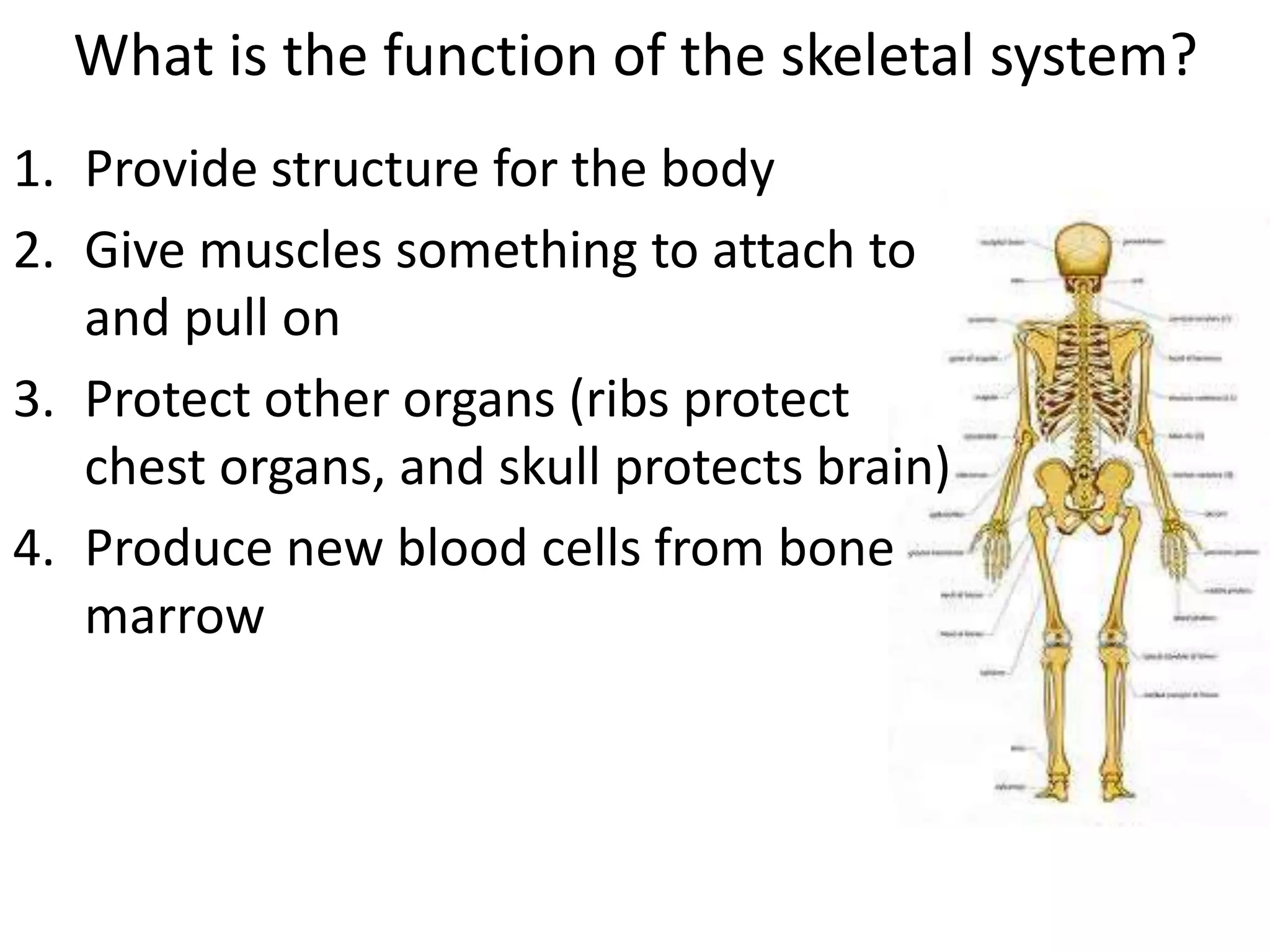 Muscular and skeletal systems | PPT