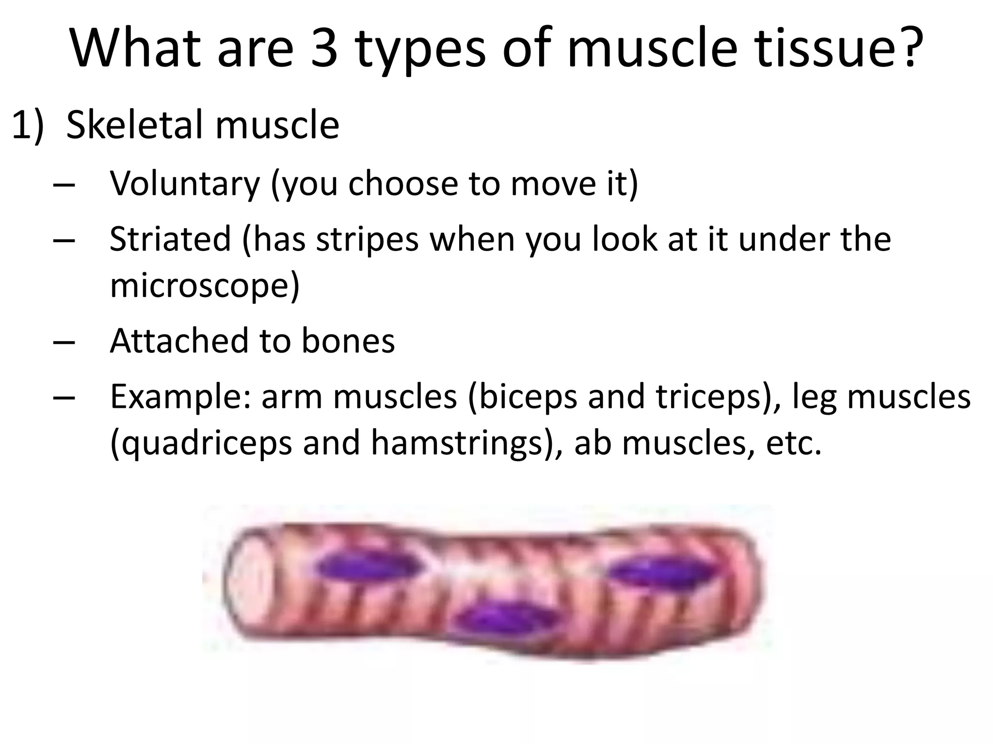 Muscular and skeletal systems | PPT