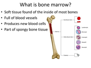 Muscular and skeletal systems | PPTX