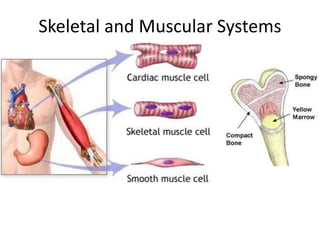 Muscular and skeletal systems | PPT