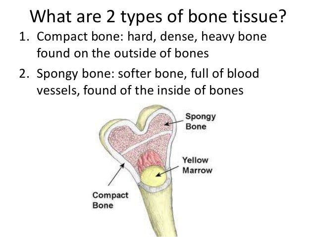 Muscular and skeletal systems