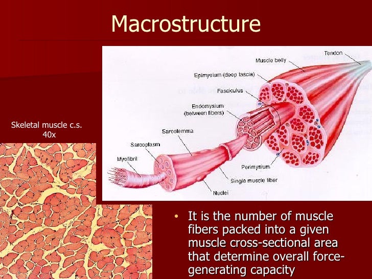 Muscular System