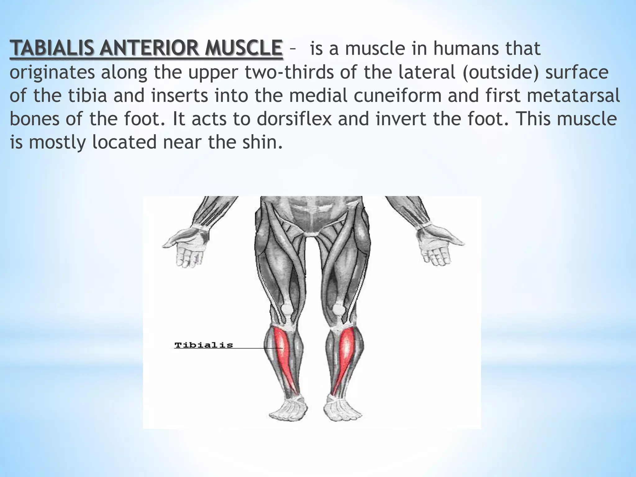 MUSCULAR-SYSTEM-1A.pptx
