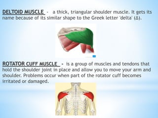MUSCULAR-SYSTEM-1A.pptx