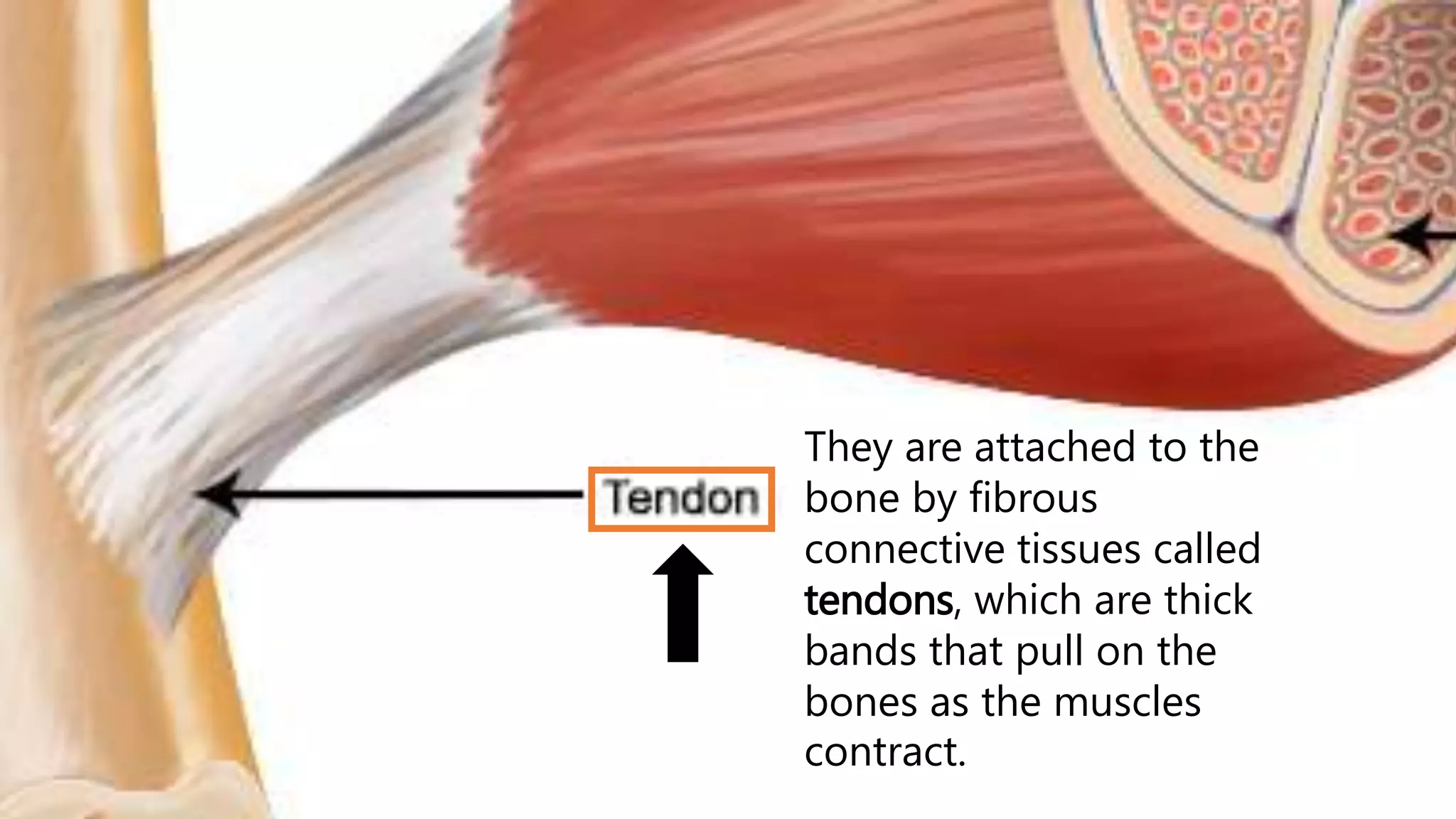 Muscular-System.pptx