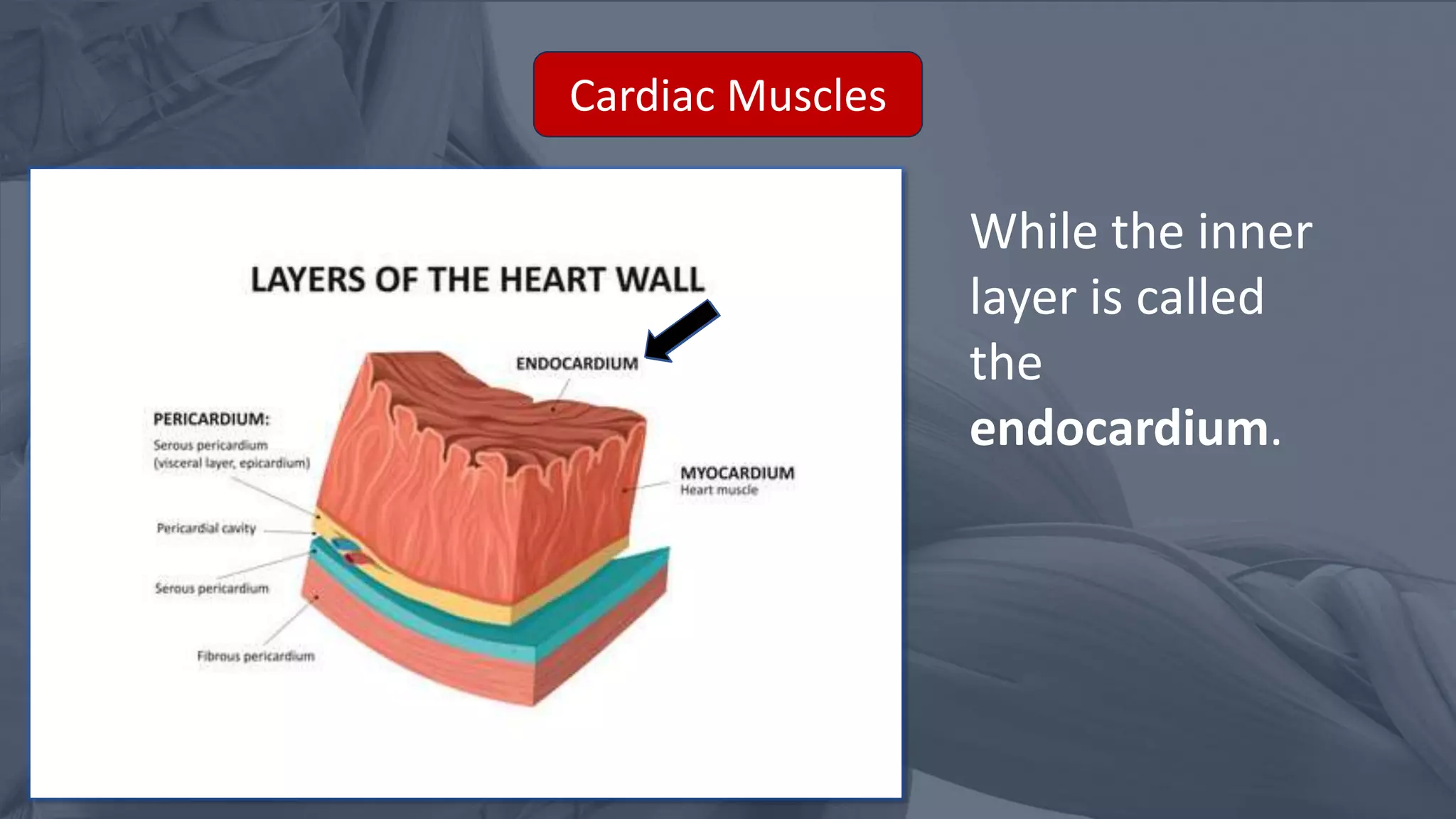 Muscular-System.pptx