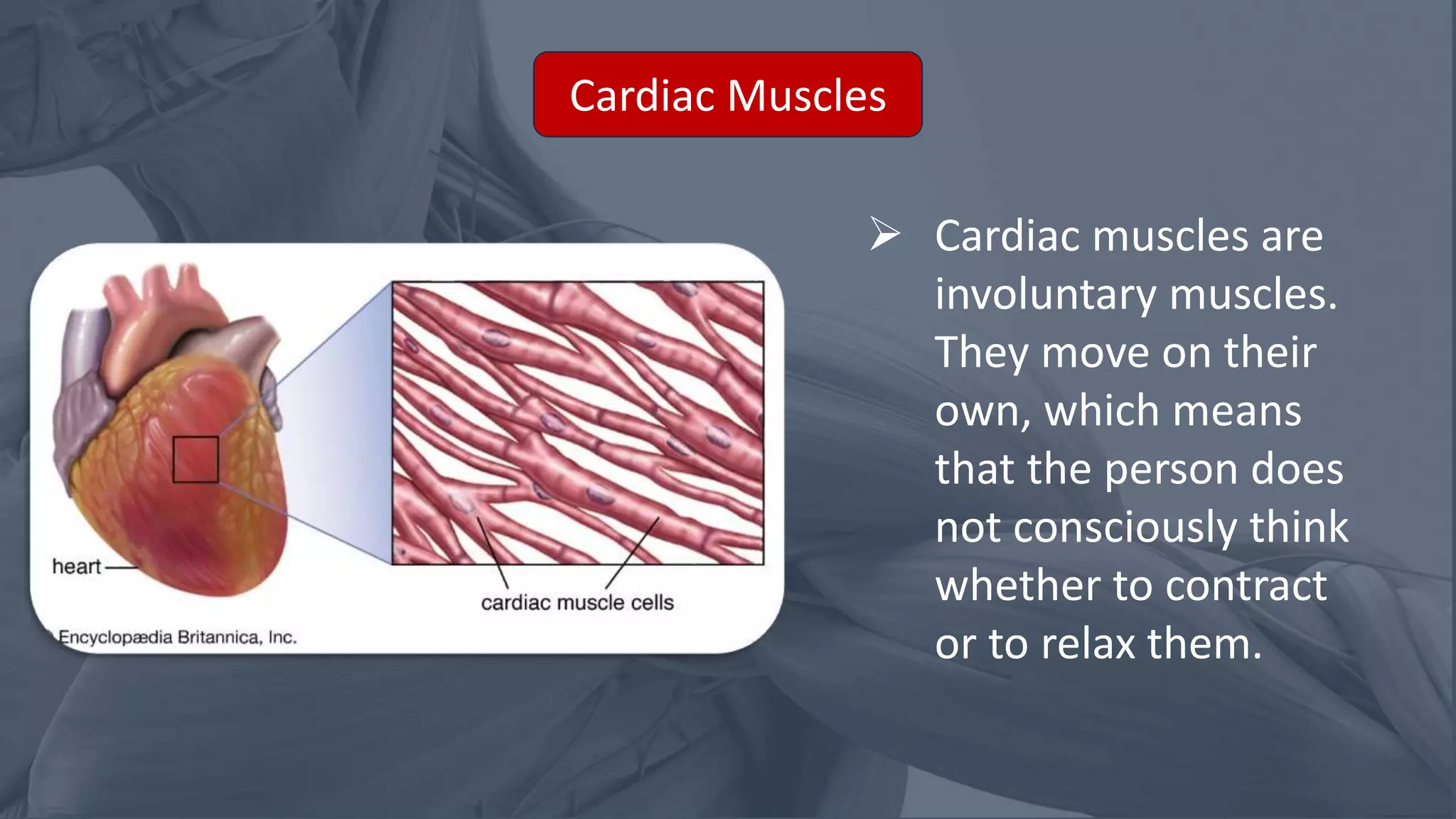 Muscular-System.pptx