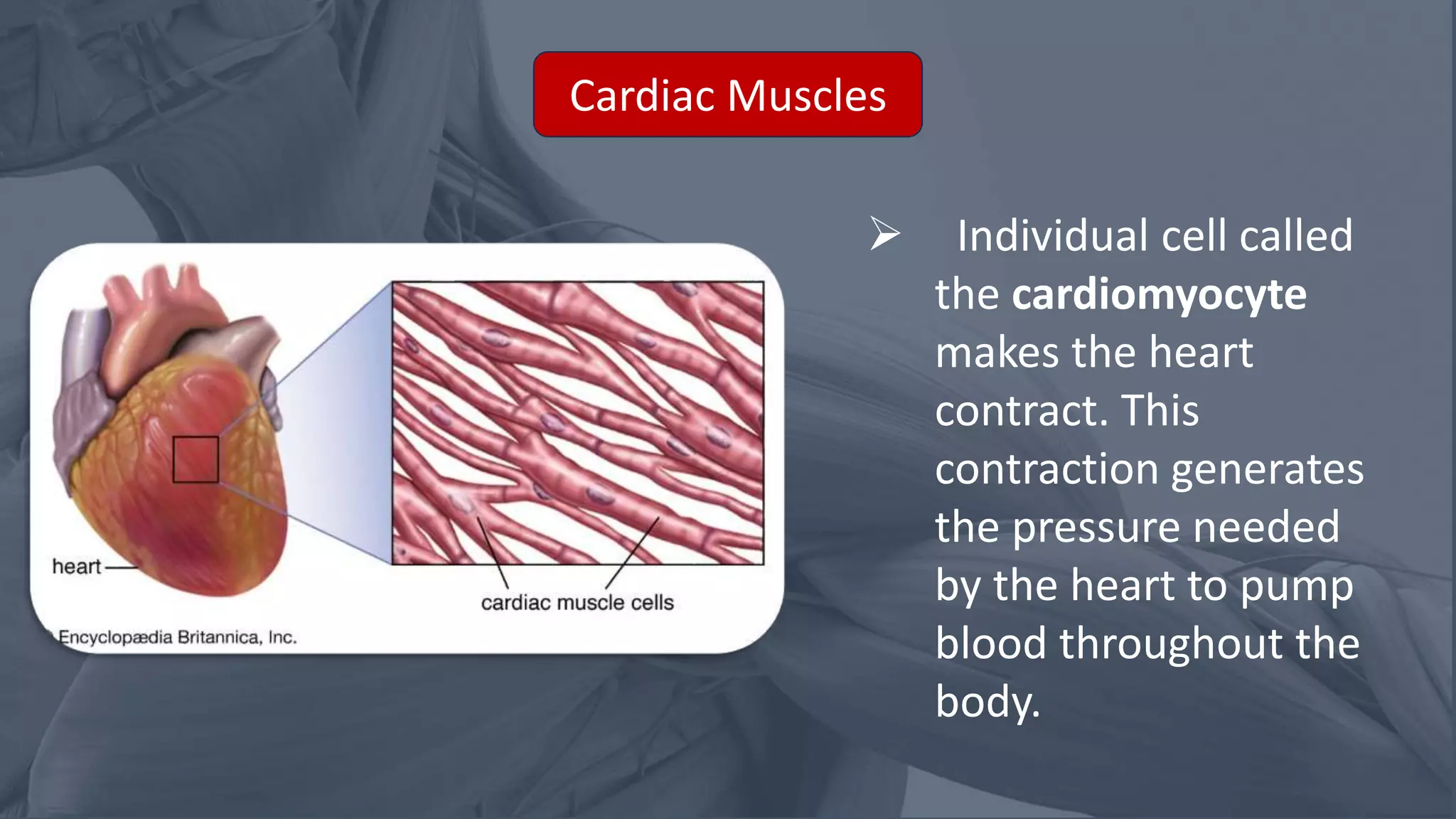 Muscular-System.pptx