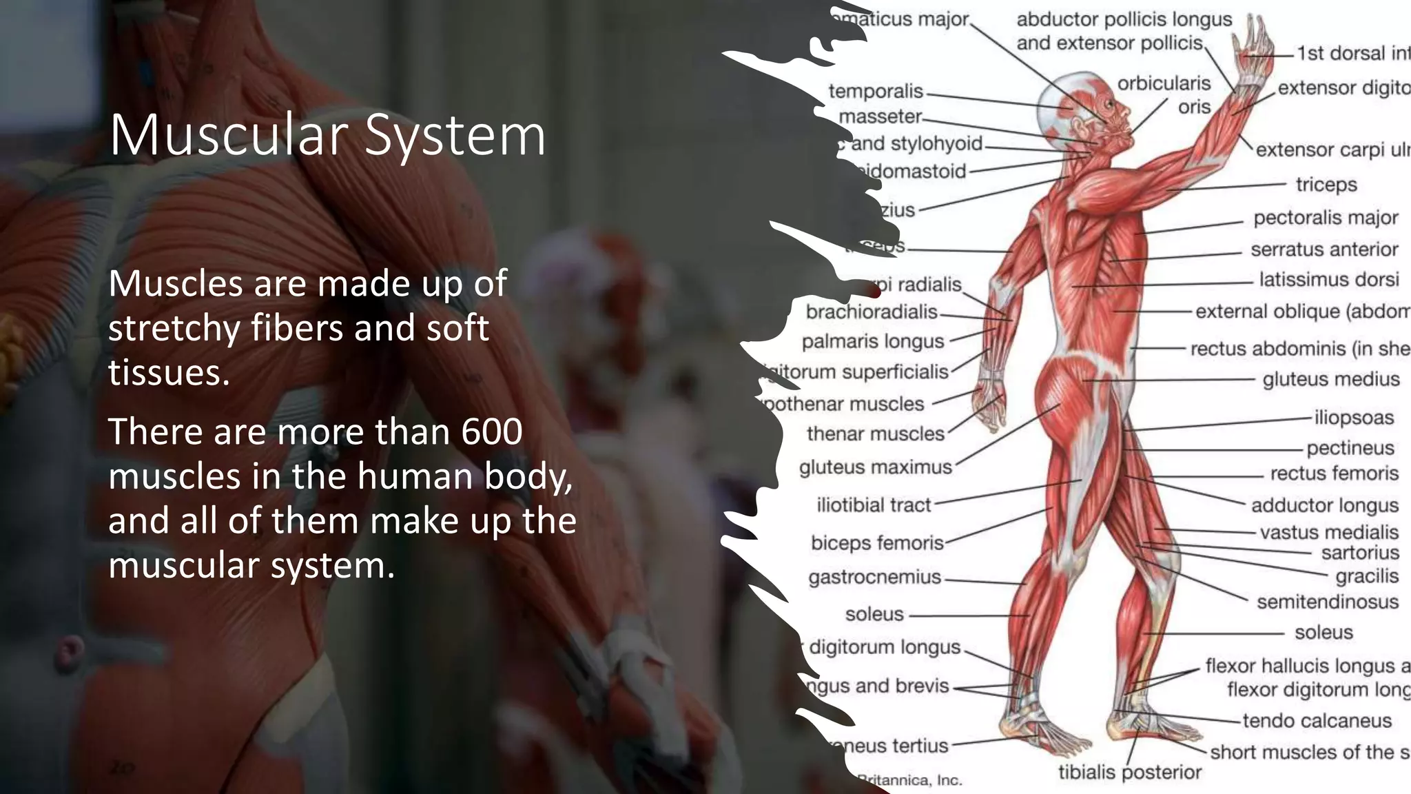 Muscular-System.pptx