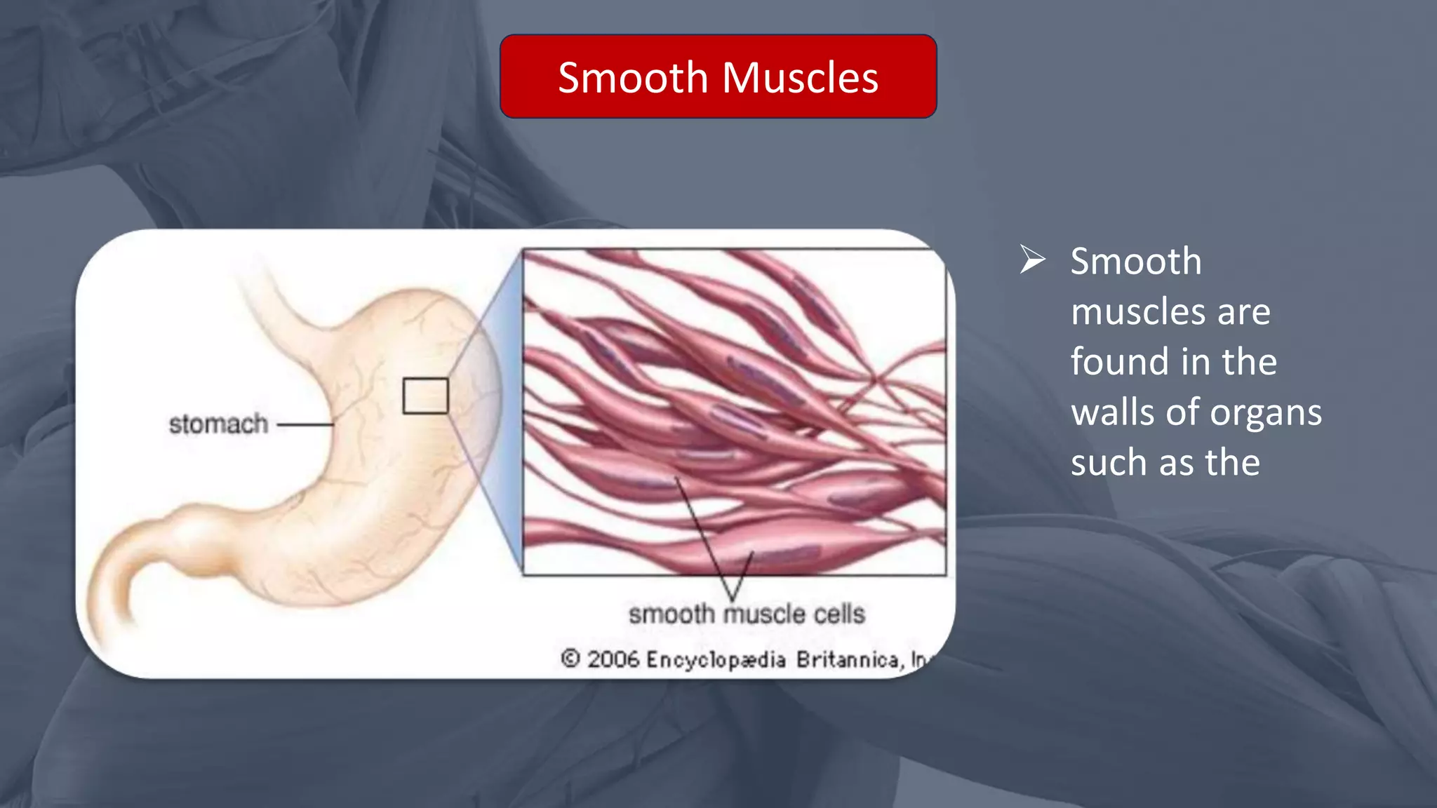 Muscular-System.pptx
