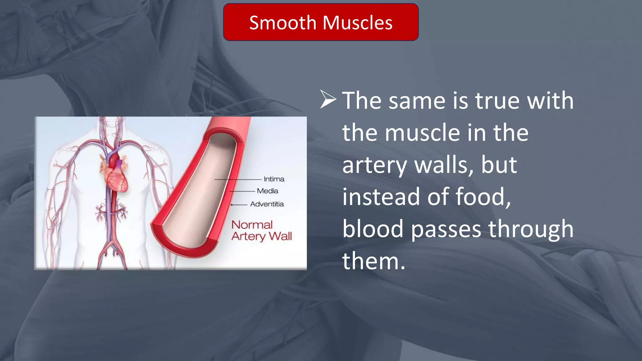 Muscular-System.pptx