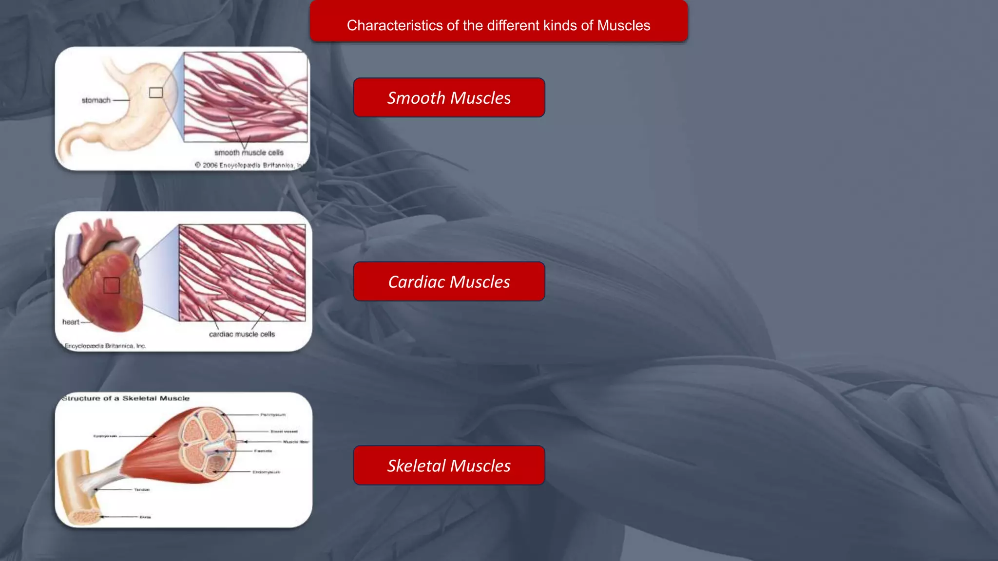 Muscular-System.pptx