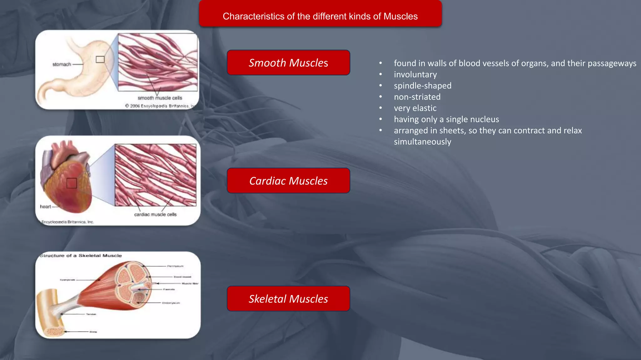 Muscular-System.pptx