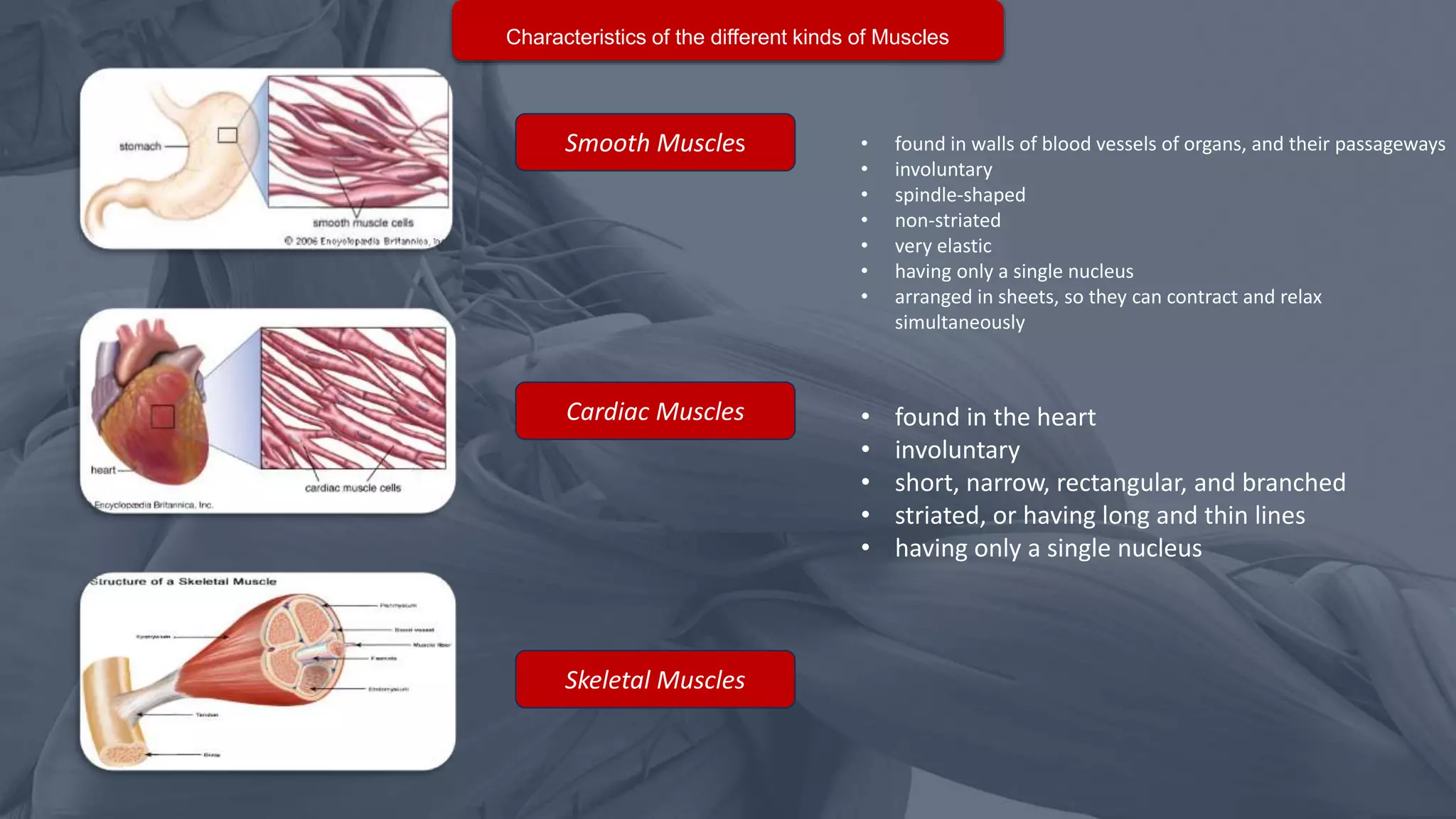 Muscular-System.pptx