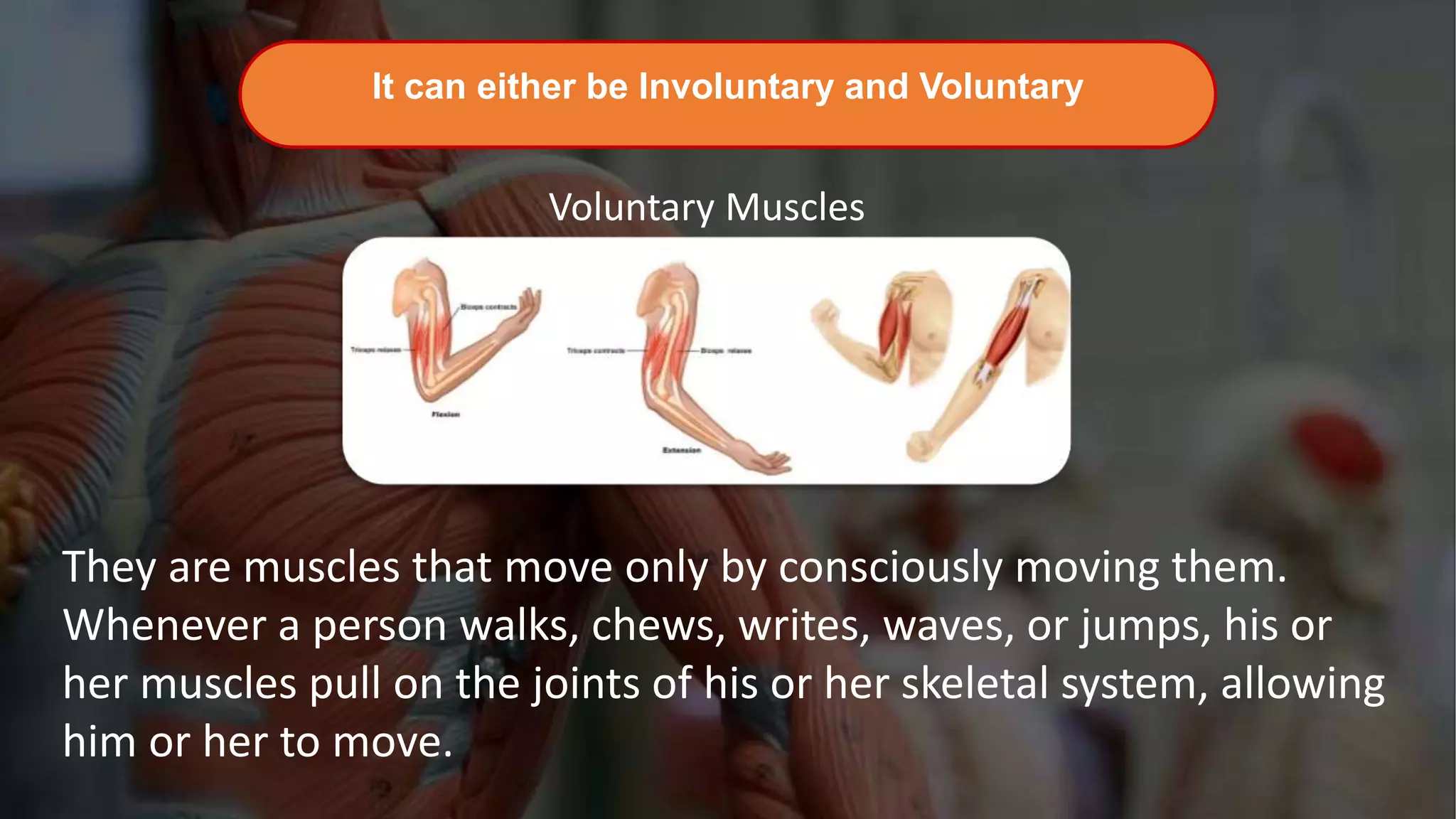 Muscular-System.pptx