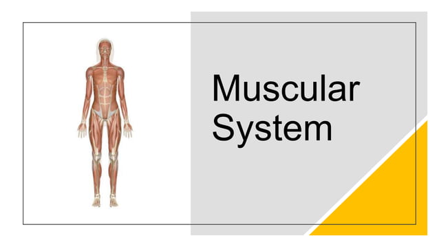 Muscular-System.pptx