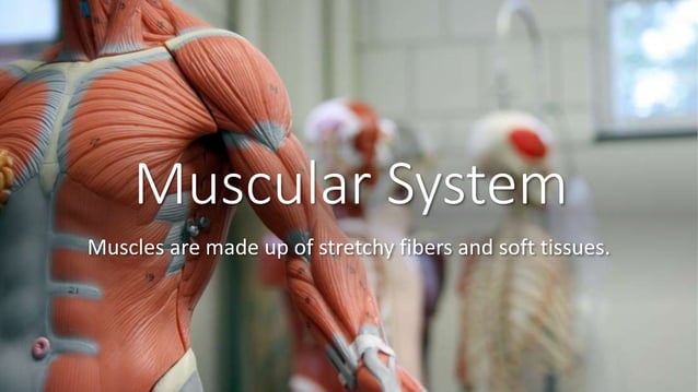 Muscular-System.pptx