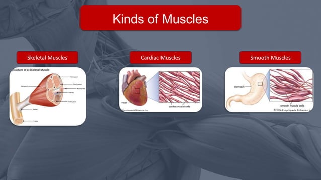 Muscular-System.pptx