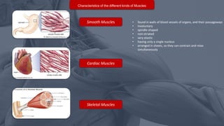Muscular-System.pptx