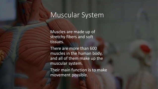 Muscular-System.pptx