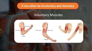 Muscular-System.pptx