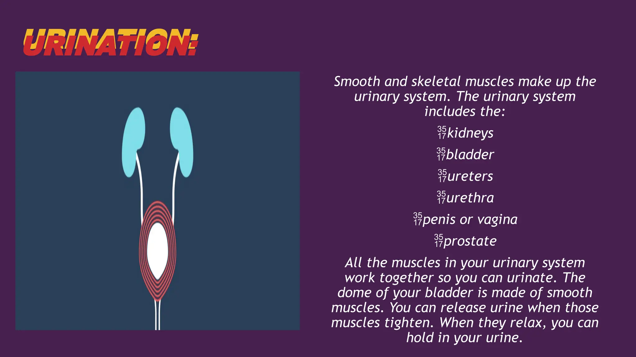SYSTEM OF MUSCULAR SYSTEM OF MUSCULARSYSTEM OF MUSCULAR | PPTX