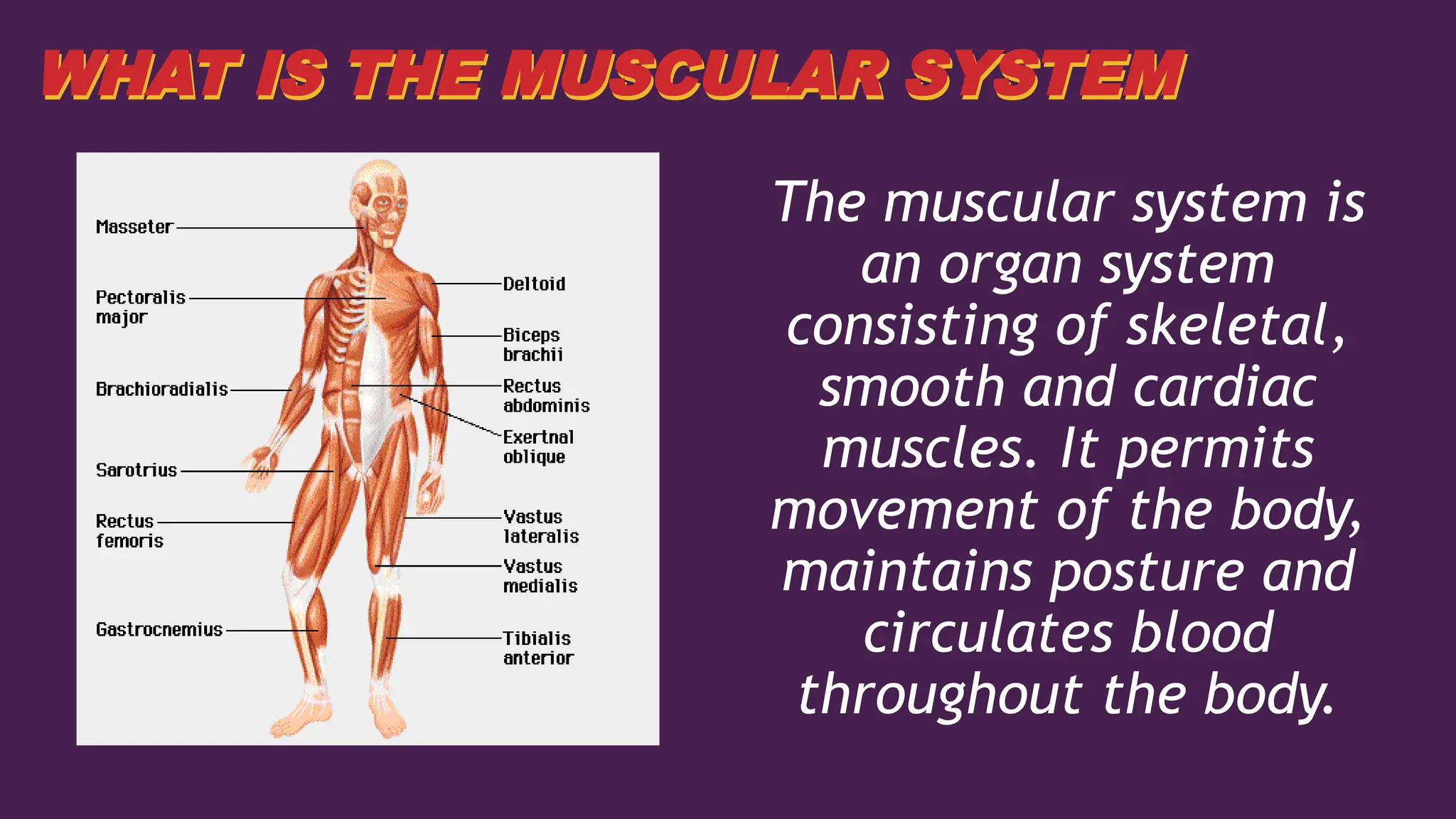 SYSTEM OF MUSCULAR SYSTEM OF MUSCULARSYSTEM OF MUSCULAR | PPTX