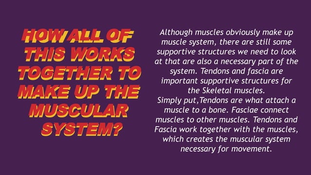 SYSTEM OF MUSCULAR SYSTEM OF MUSCULARSYSTEM OF MUSCULAR | PPT