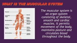 SYSTEM OF MUSCULAR SYSTEM OF MUSCULARSYSTEM OF MUSCULAR | PPT
