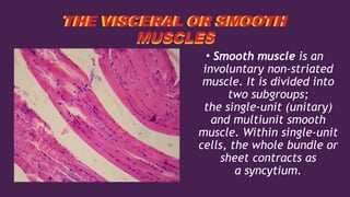 SYSTEM OF MUSCULAR SYSTEM OF MUSCULARSYSTEM OF MUSCULAR | PPT