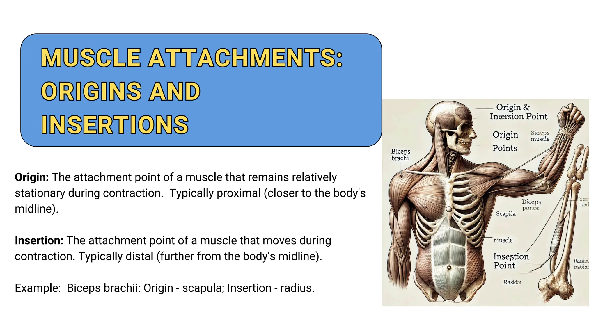 Muscular-System-Presentation-.pdf ANATOMY AND PHYSIOLOGY | PDF