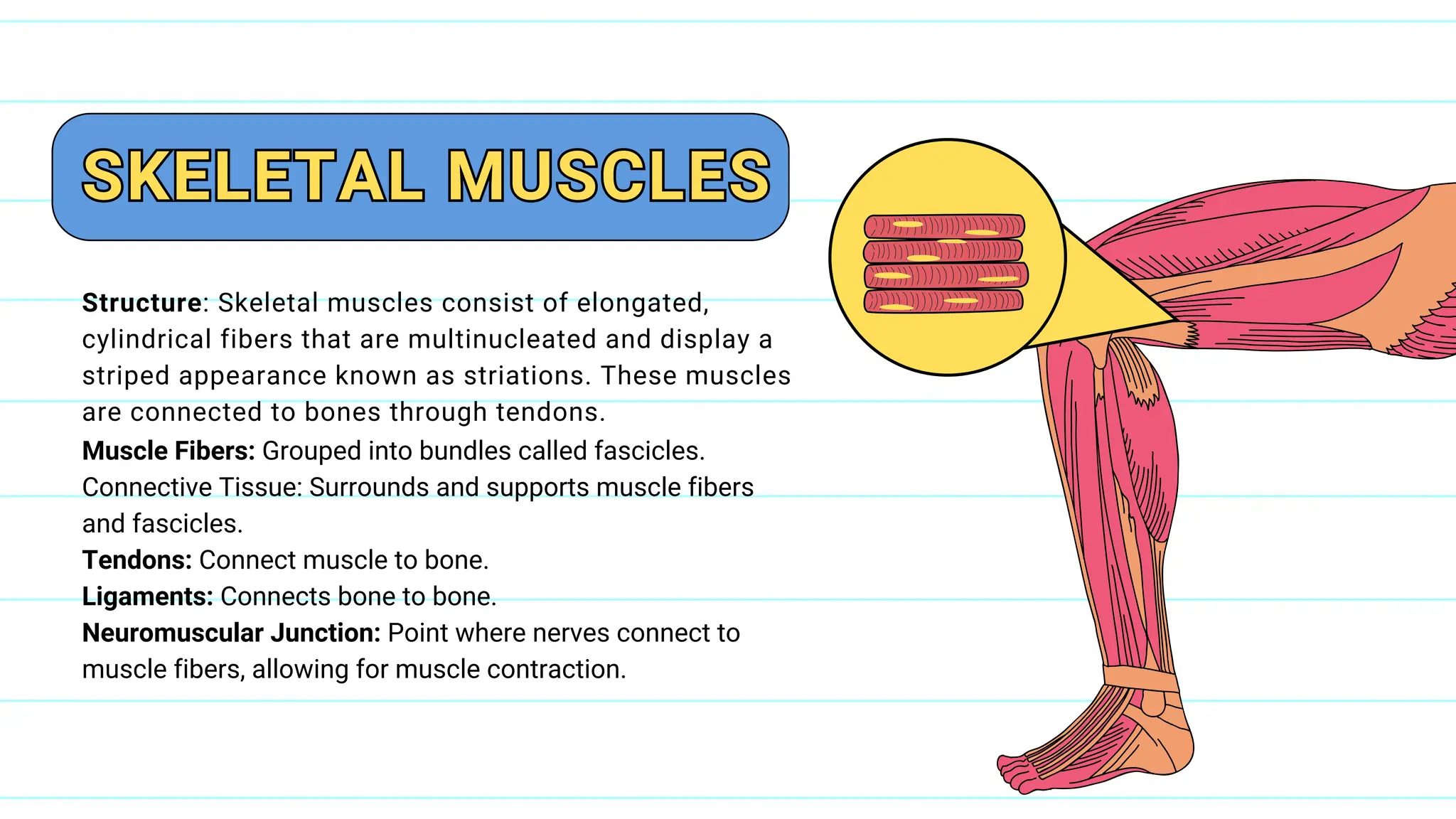 Muscular-System-Presentation-.pdf ANATOMY AND PHYSIOLOGY | PDF