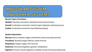 Muscular-System-Presentation-.pdf ANATOMY AND PHYSIOLOGY | PDF
