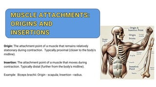 Muscular-System-Presentation-.pdf ANATOMY AND PHYSIOLOGY | PDF