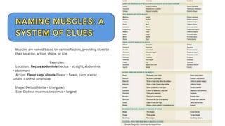 Muscular-System-Presentation-.pdf ANATOMY AND PHYSIOLOGY | PDF