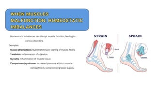 Muscular-System-Presentation-.pdf ANATOMY AND PHYSIOLOGY | PDF