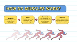 Muscular-System-Presentation-.pdf ANATOMY AND PHYSIOLOGY | PDF