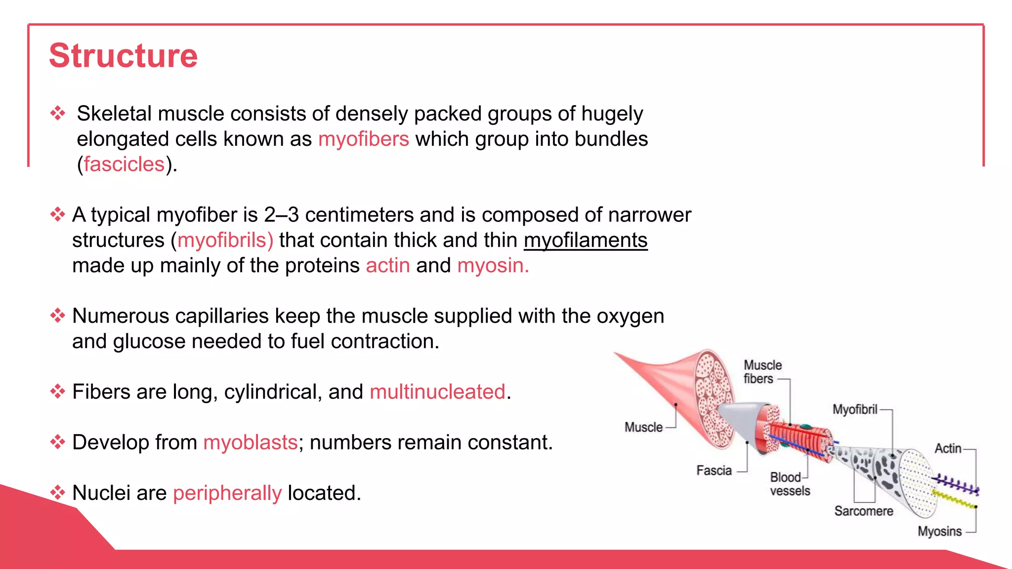 Muscular System | PPTX