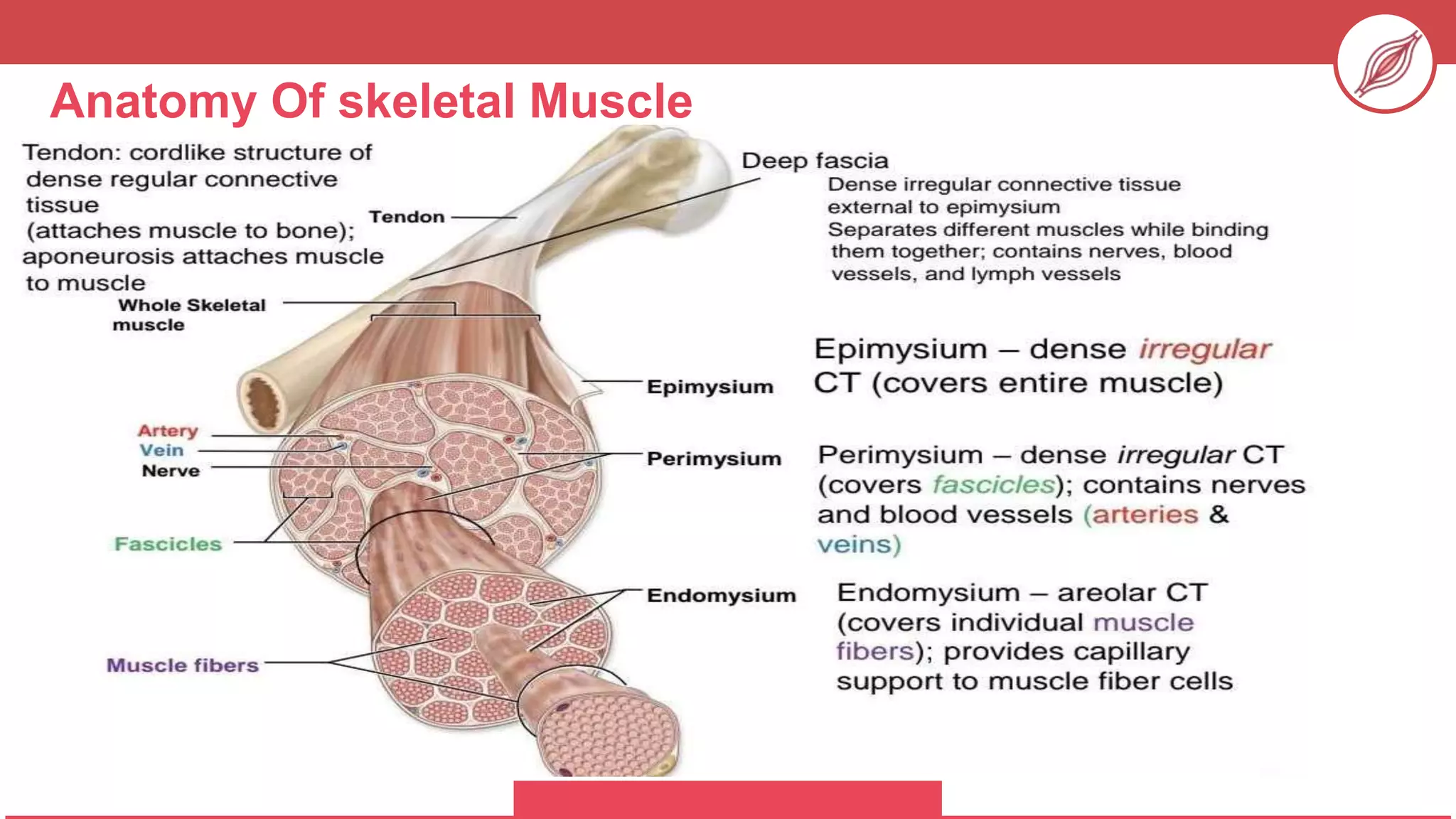 Muscular System | PPTX