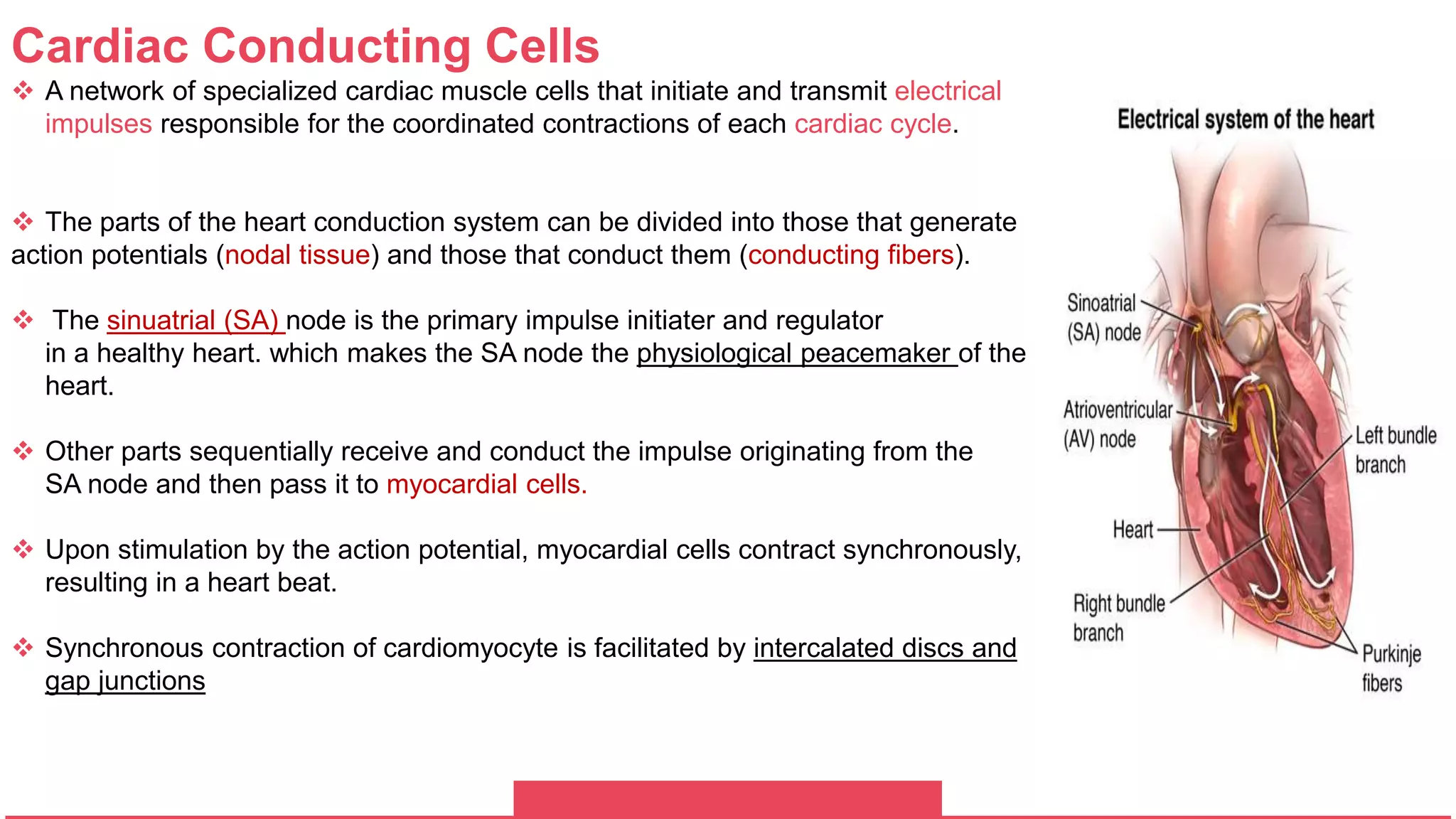 Muscular System | PPTX