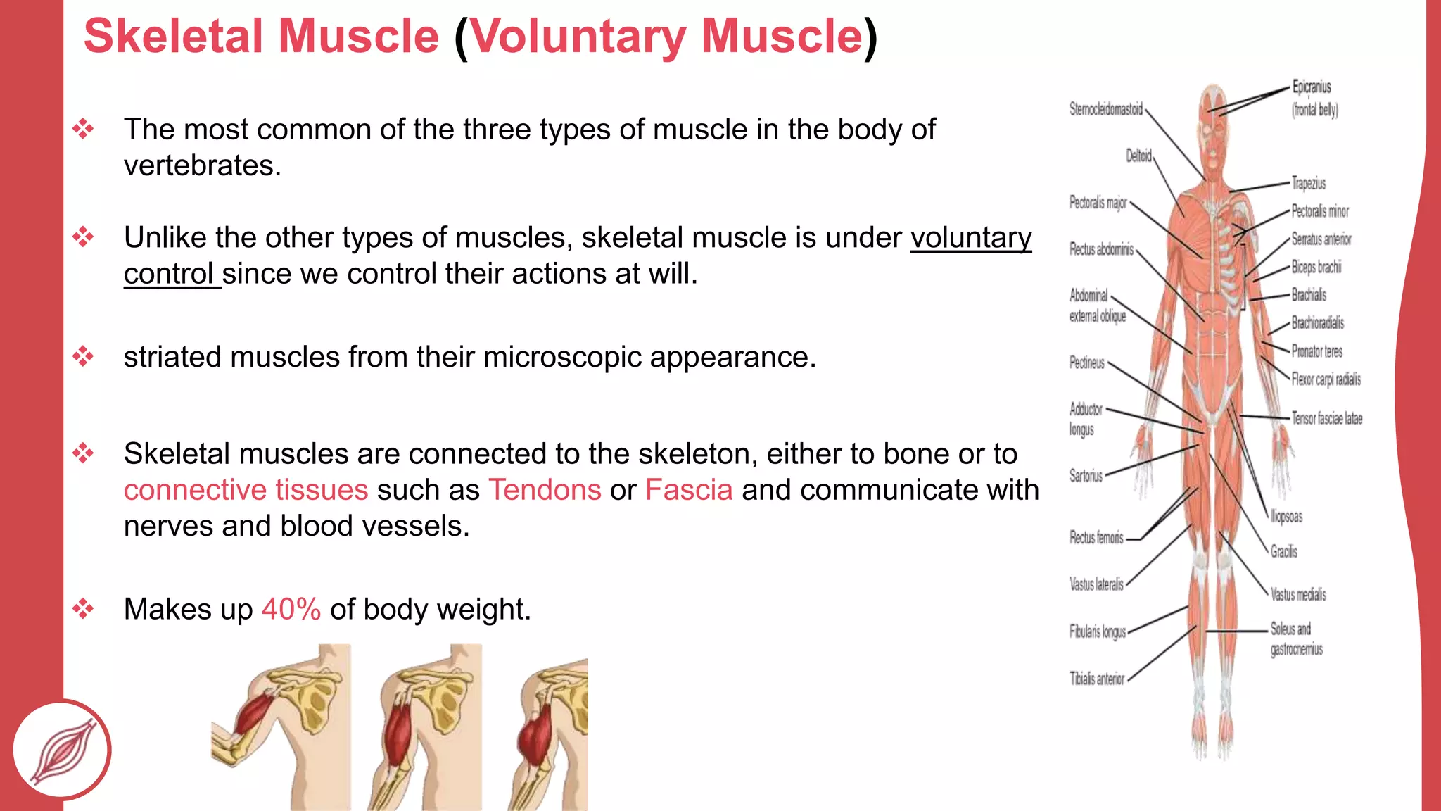 Muscular System | PPTX